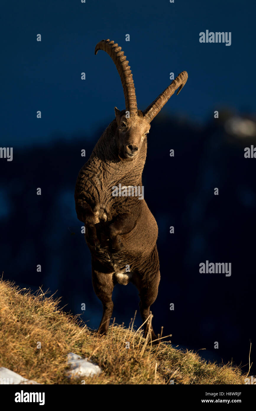 Alpine Ibex (Capra ibex) male fighting, Valais Alps, Switzerland Stock ...