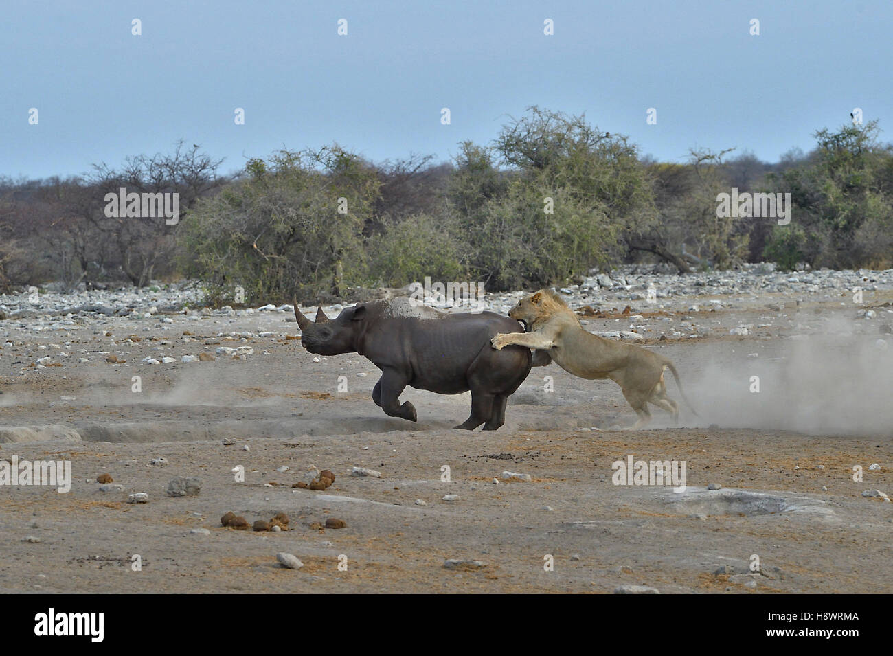 This Black Rhino has stumbled into a cavity and tipped into the water ...