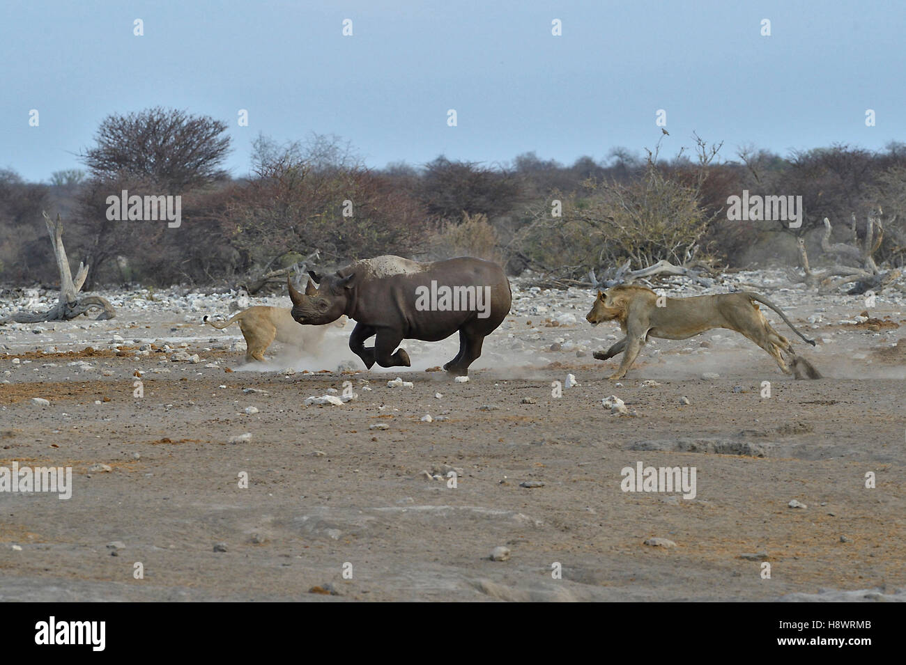 This Black Rhino has stumbled into a cavity and tipped into the water ...