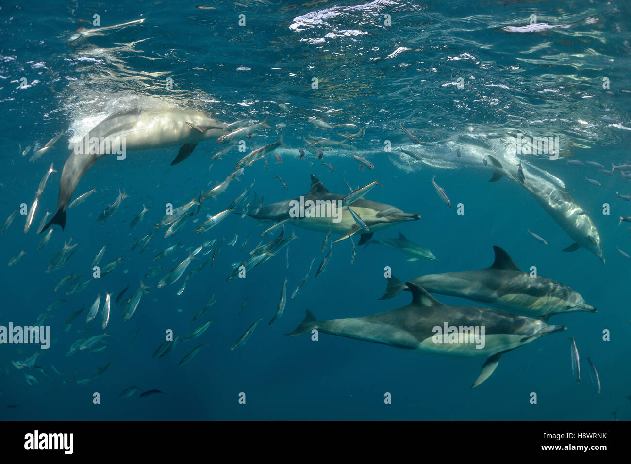 Data deficient in the iucn red list of threatened species hi-res stock ...