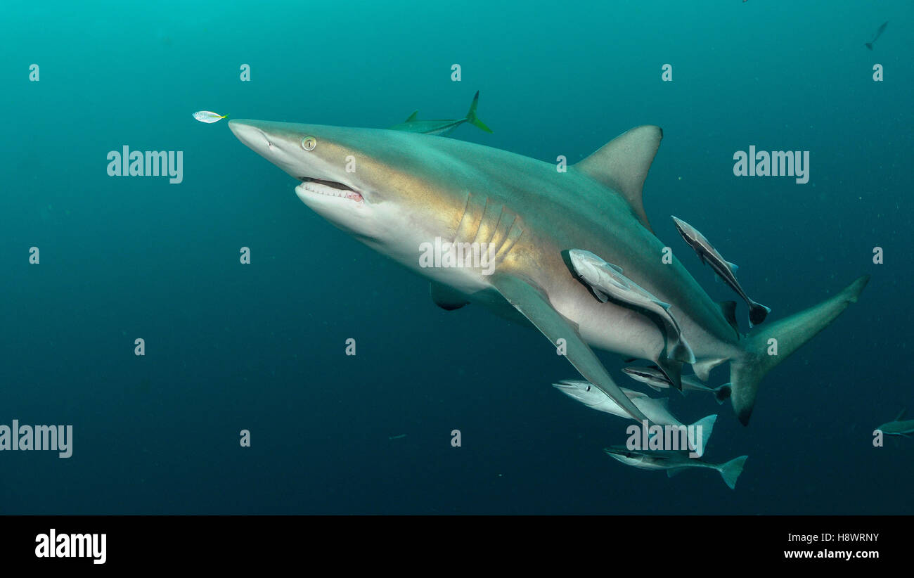 Blacktip shark (Carcharhinus limbatus) with Pilot Fish and Remoras ...