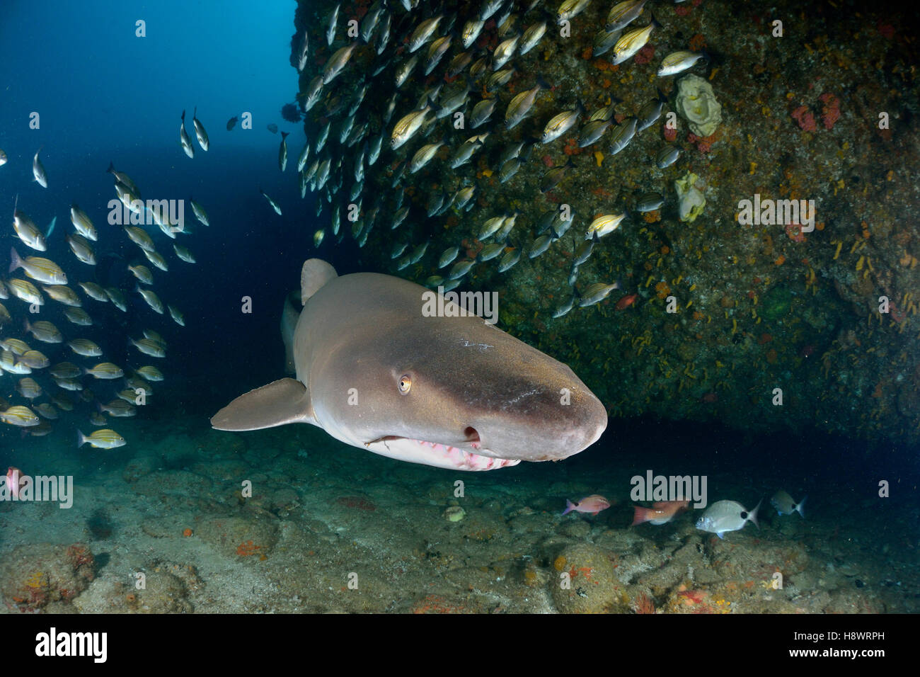 Sand tiger shark (Carcharias taurus) near the bottom - Site of Protea ...