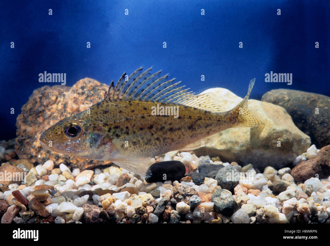 Eurasian ruffe Stock Photo - Alamy