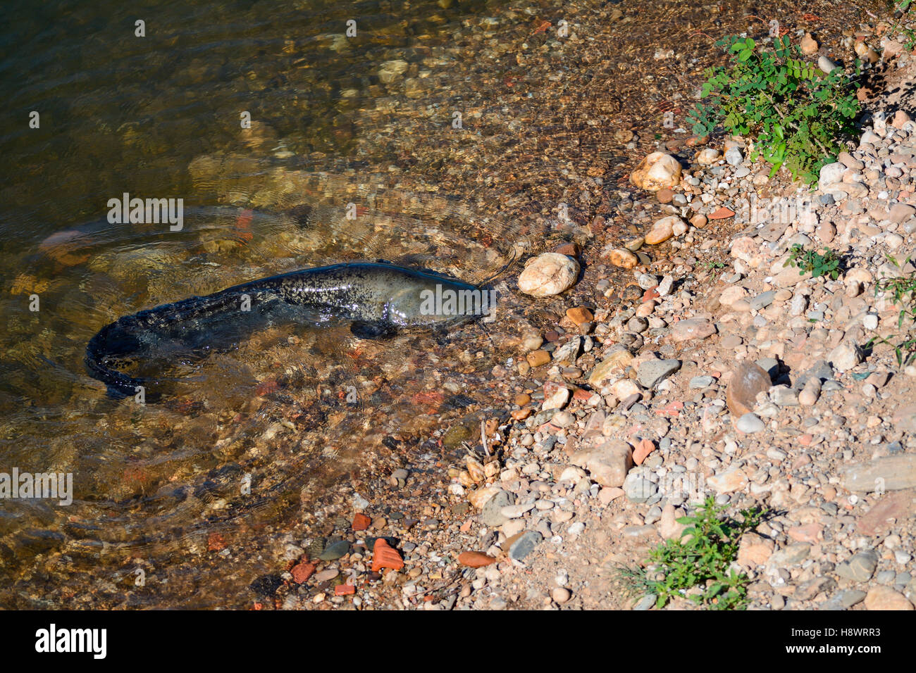 Wels Catfish (Silurus glanis) outgoing head of the water to watch the ...