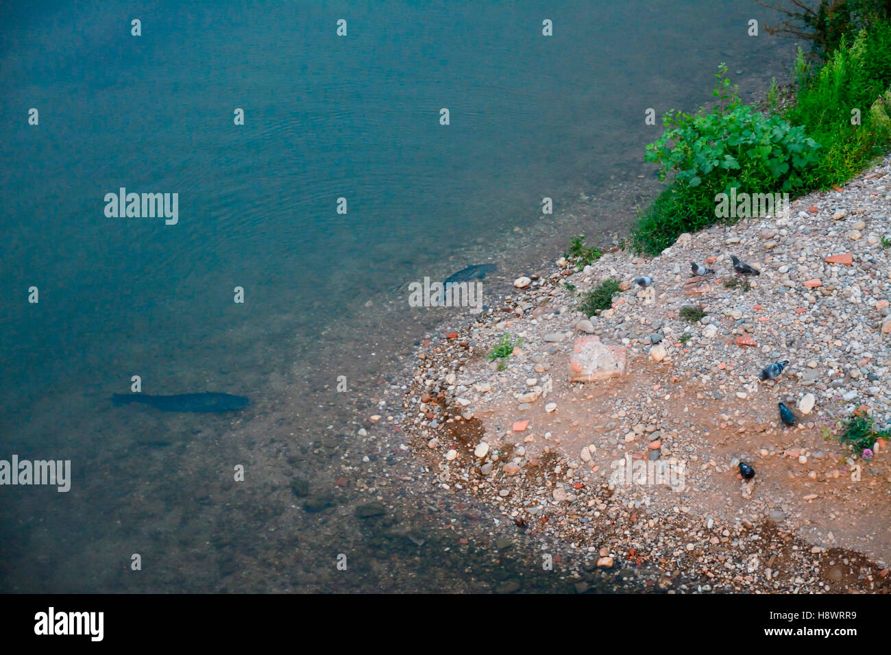 Wels Catfish (Silurus glanis) approaching a group of Pigeons shortly ...