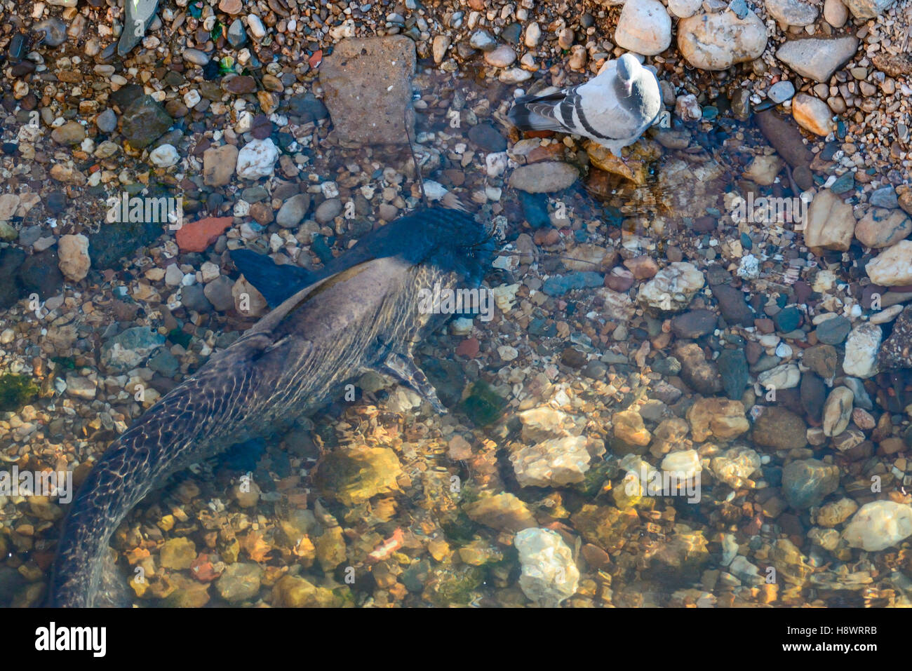 Wels Catfish (Silurus glanis) very close to the edge, just before an ...