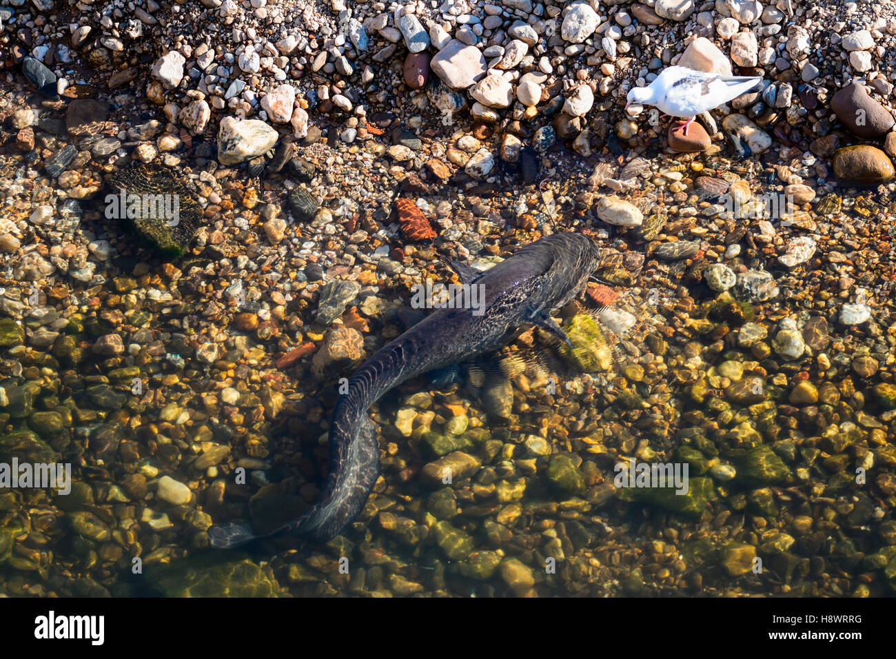 Wels Catfish (Silurus glanis) very close to the edge, just before an ...