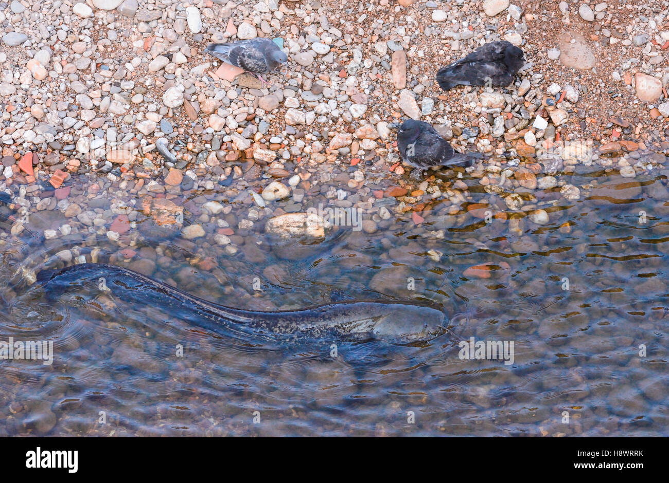 Wels Catfish (Silurus glanis) outgoing head of the water to watch the ...