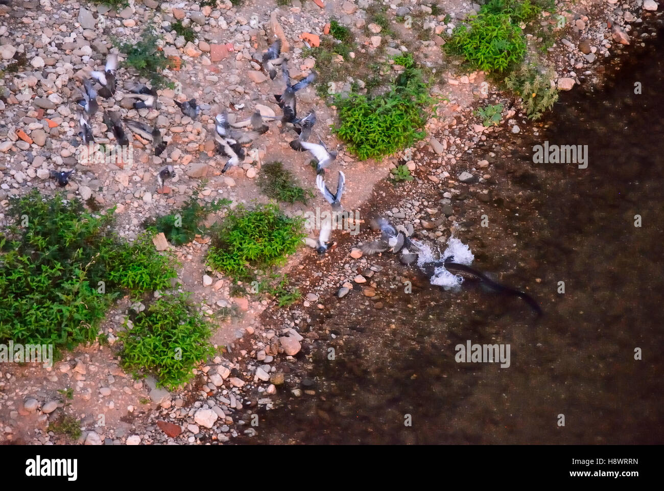 Attack of Wels Catfish (Silurus glanis) breaking on the shore to catch ...
