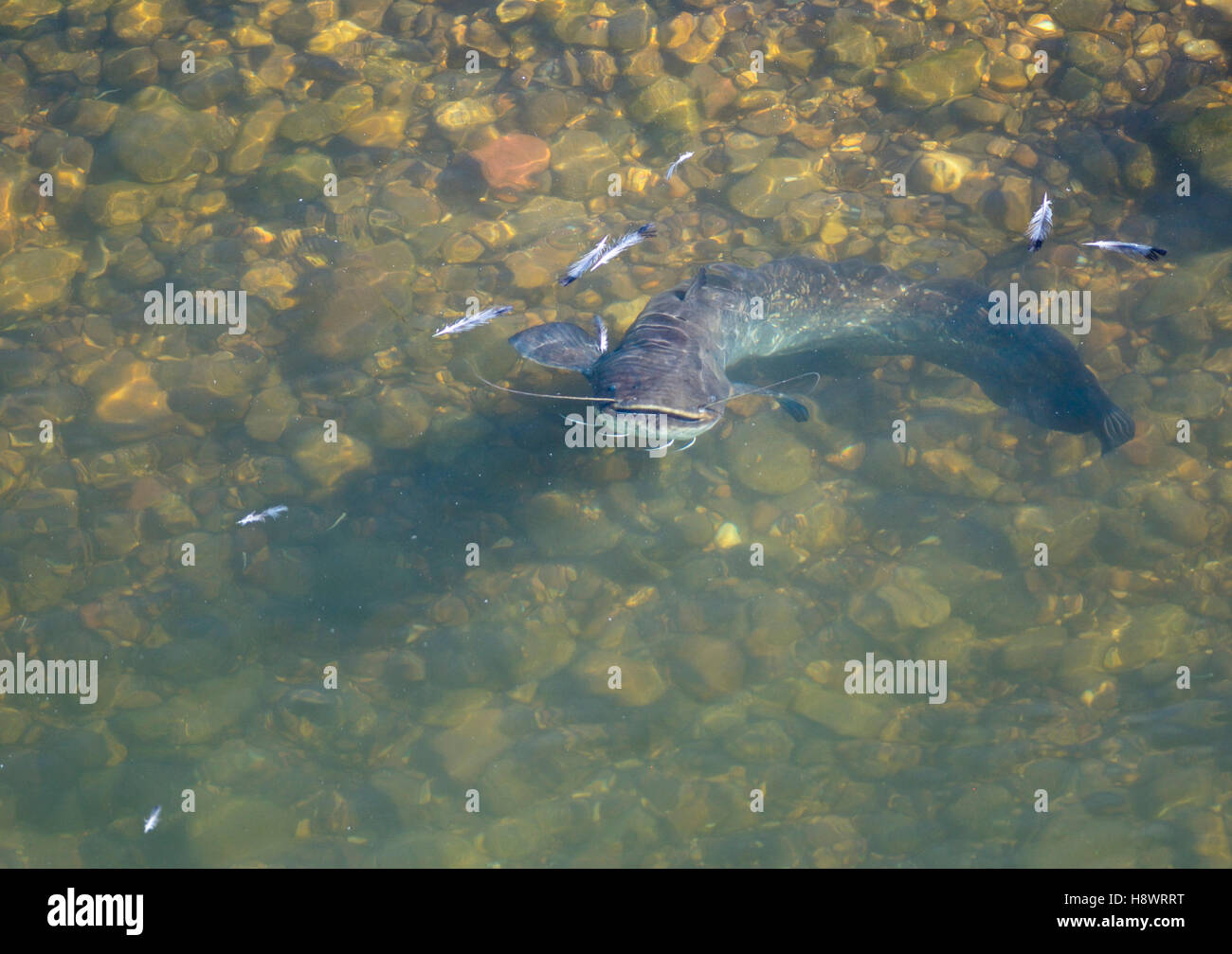 Wels Catfish (Silurus glanis) spitting feathers after catching a Pigeon ...