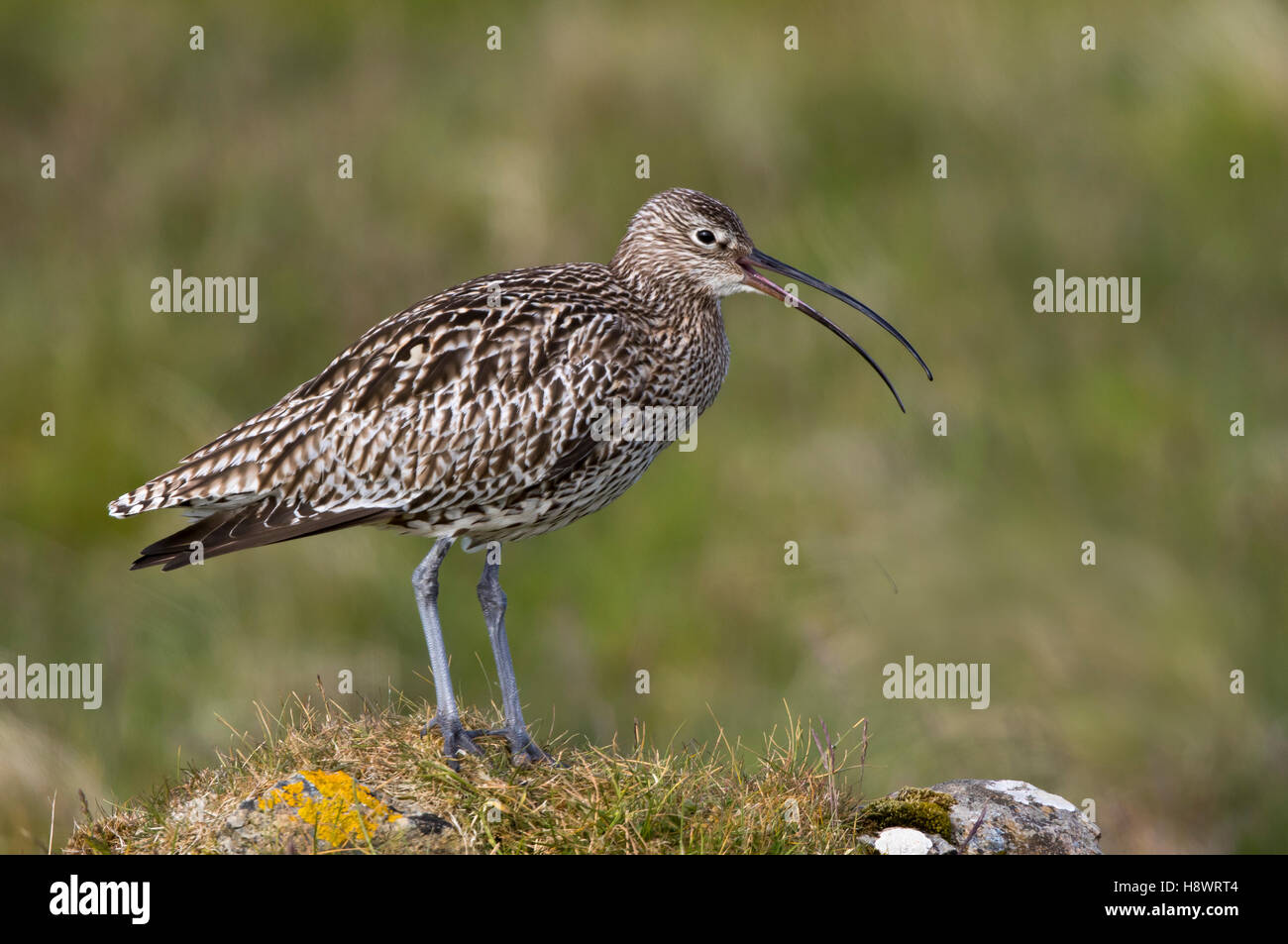 Curlew (Numenius atquata) bird calling, Shetland, Spring Stock Photo ...
