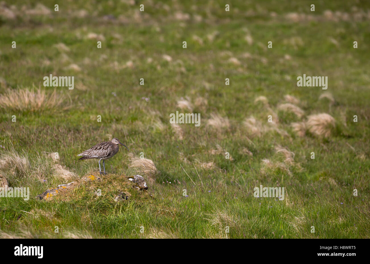 Curlew (Numenius atquata) bird standing in a meadow and calling ...