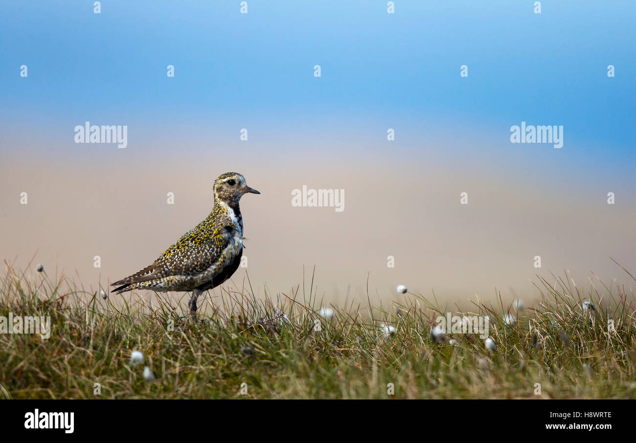 Golden plover (Pluvialis apricaria) Plover standing amongst cotton ...