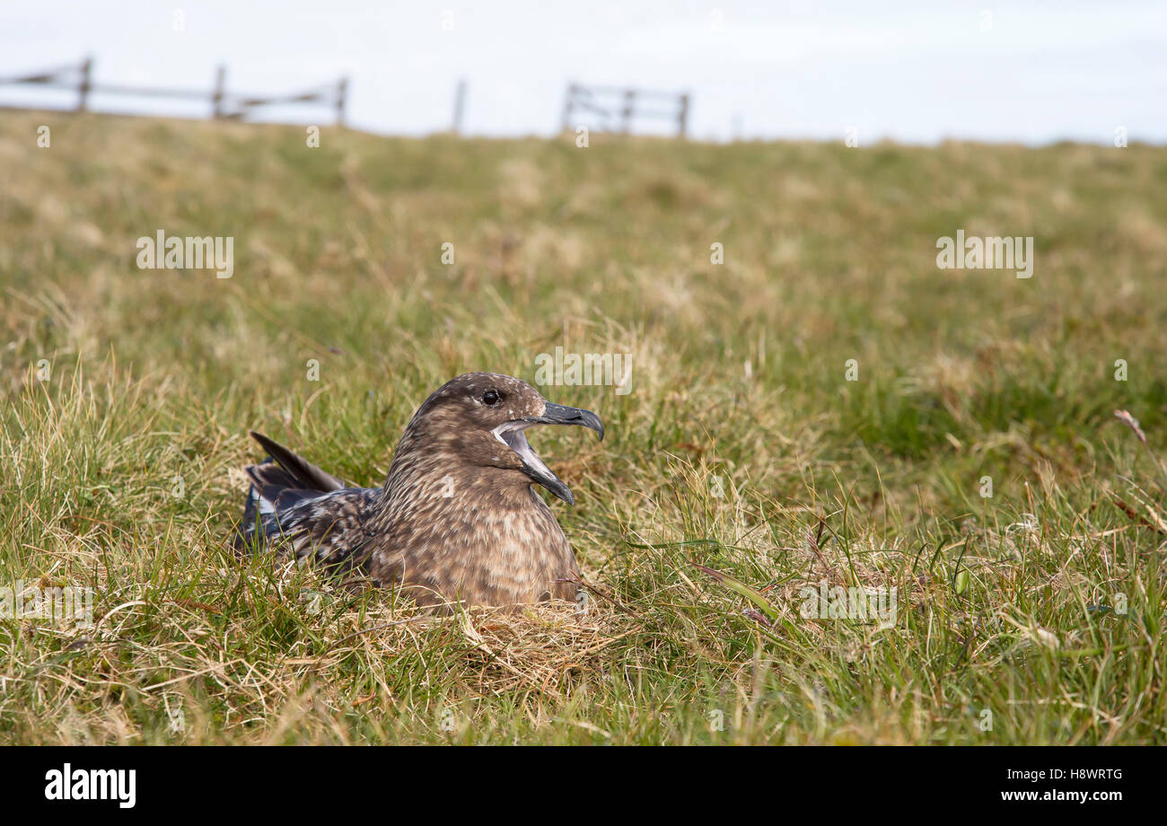 Great skua (Stercorarius skua) Skua sitting on his nest, Shetland ...
