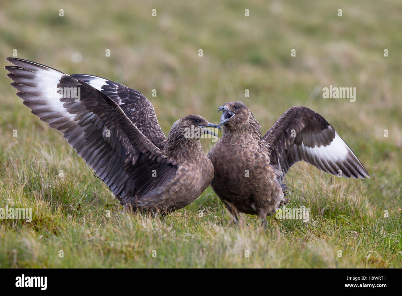 Great skua (Stercorarius skua) Skua displaying, Shetland, Spring Stock ...