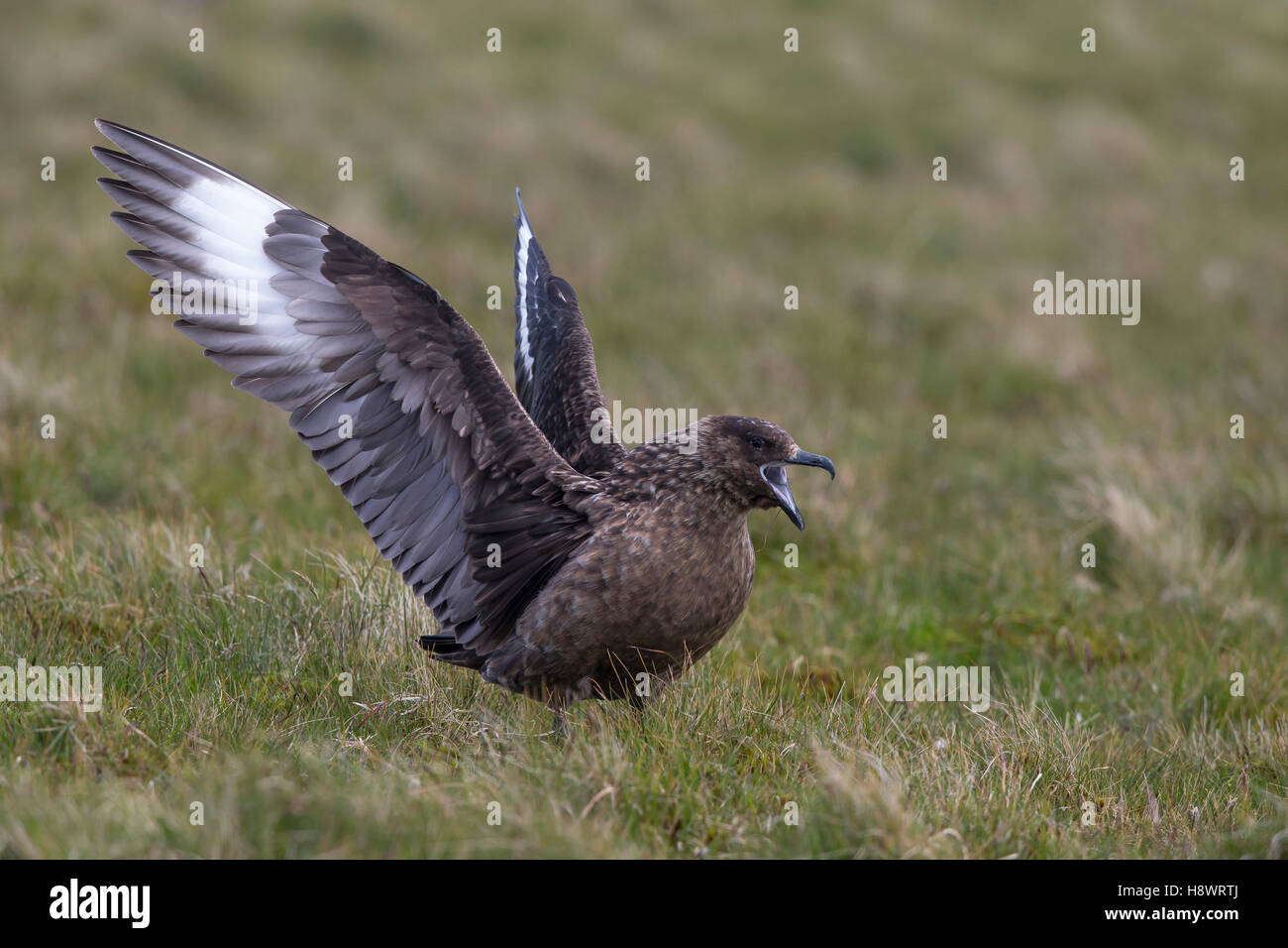 Great skua (Stercorarius skua) Skua displaying, Shetland, Spring Stock ...