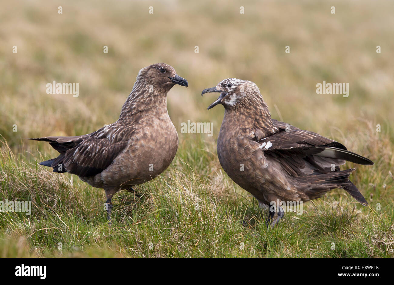 Great skua (Stercorarius skua) Skua displaying, Shetland, Spring Stock ...