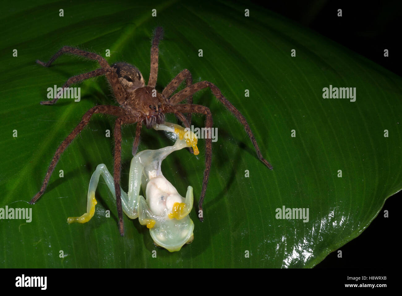 Glass Frog Eating A Spider
