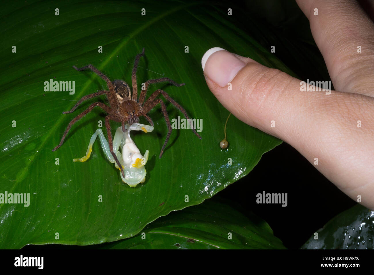 Glass Frog Eating A Spider