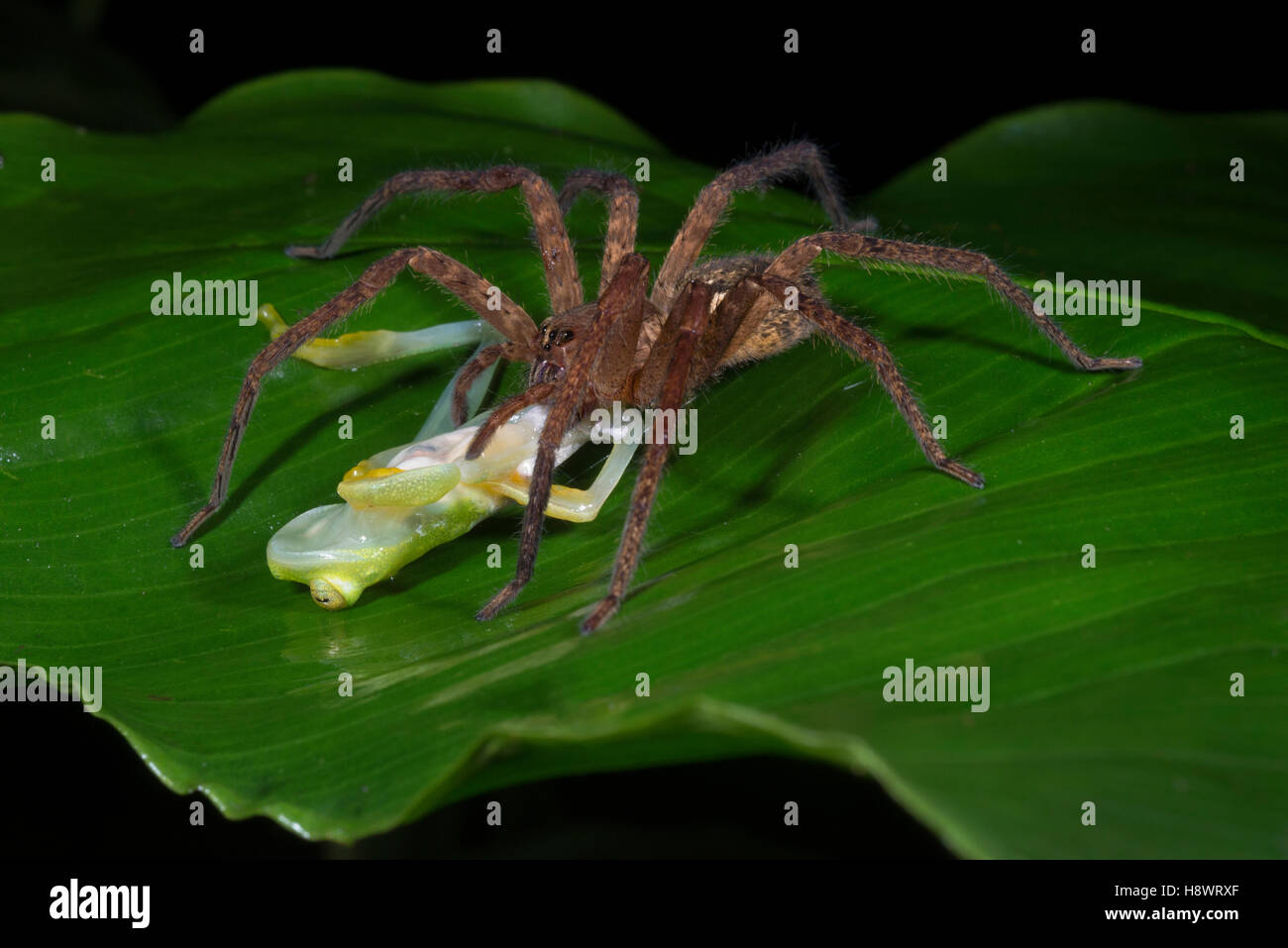 Glass Frog Eating A Spider
