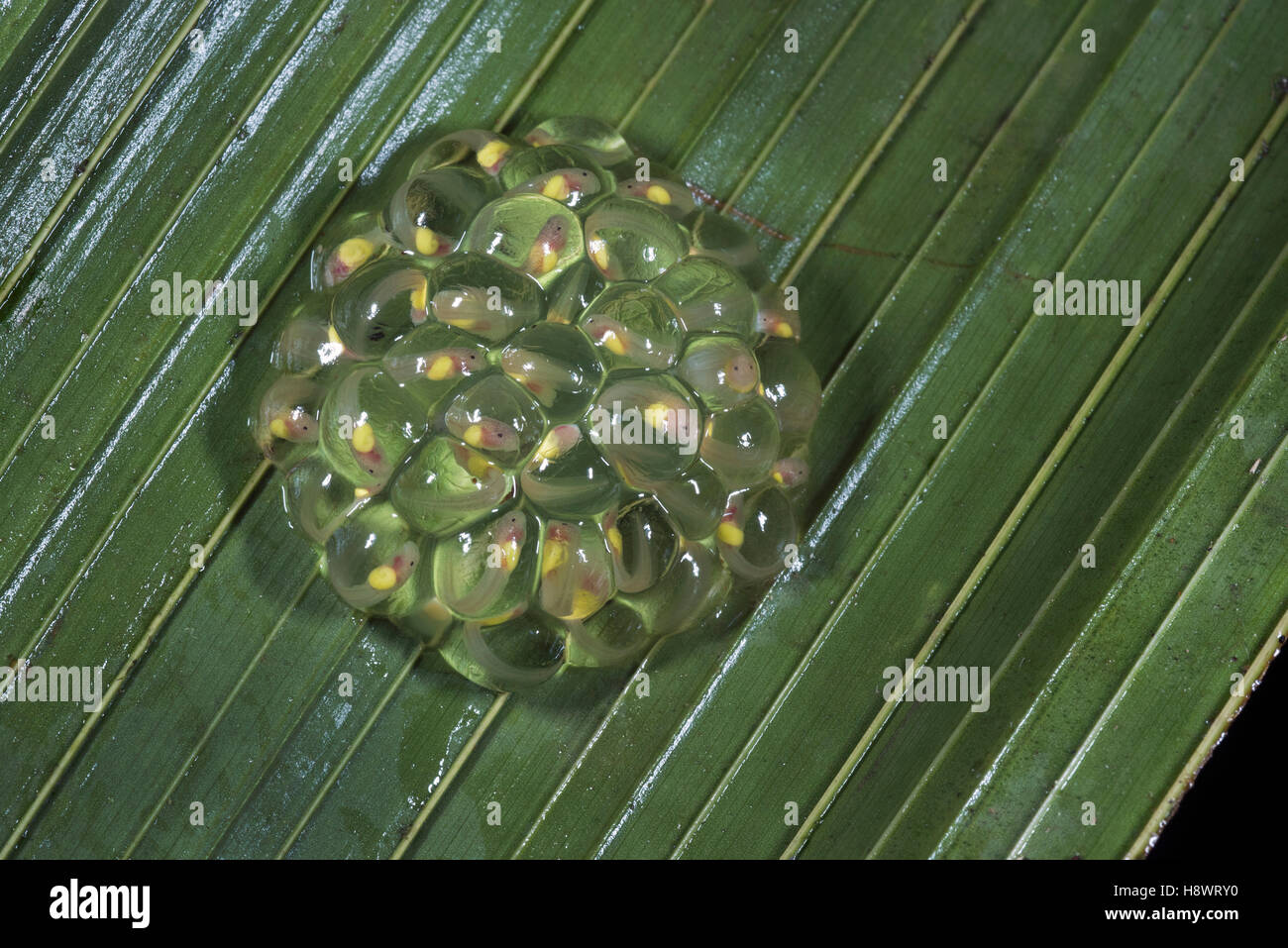 Glassfrog transparent hi-res stock photography and images - Alamy