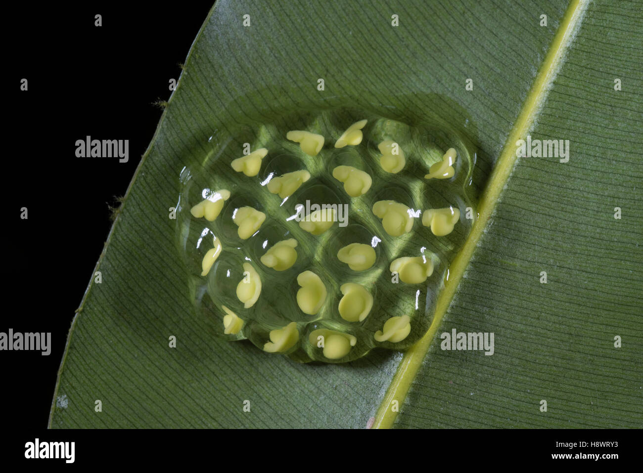 Fleischmann's Glass Frog egg mass under a leaf in Guatemala Stock Photo ...