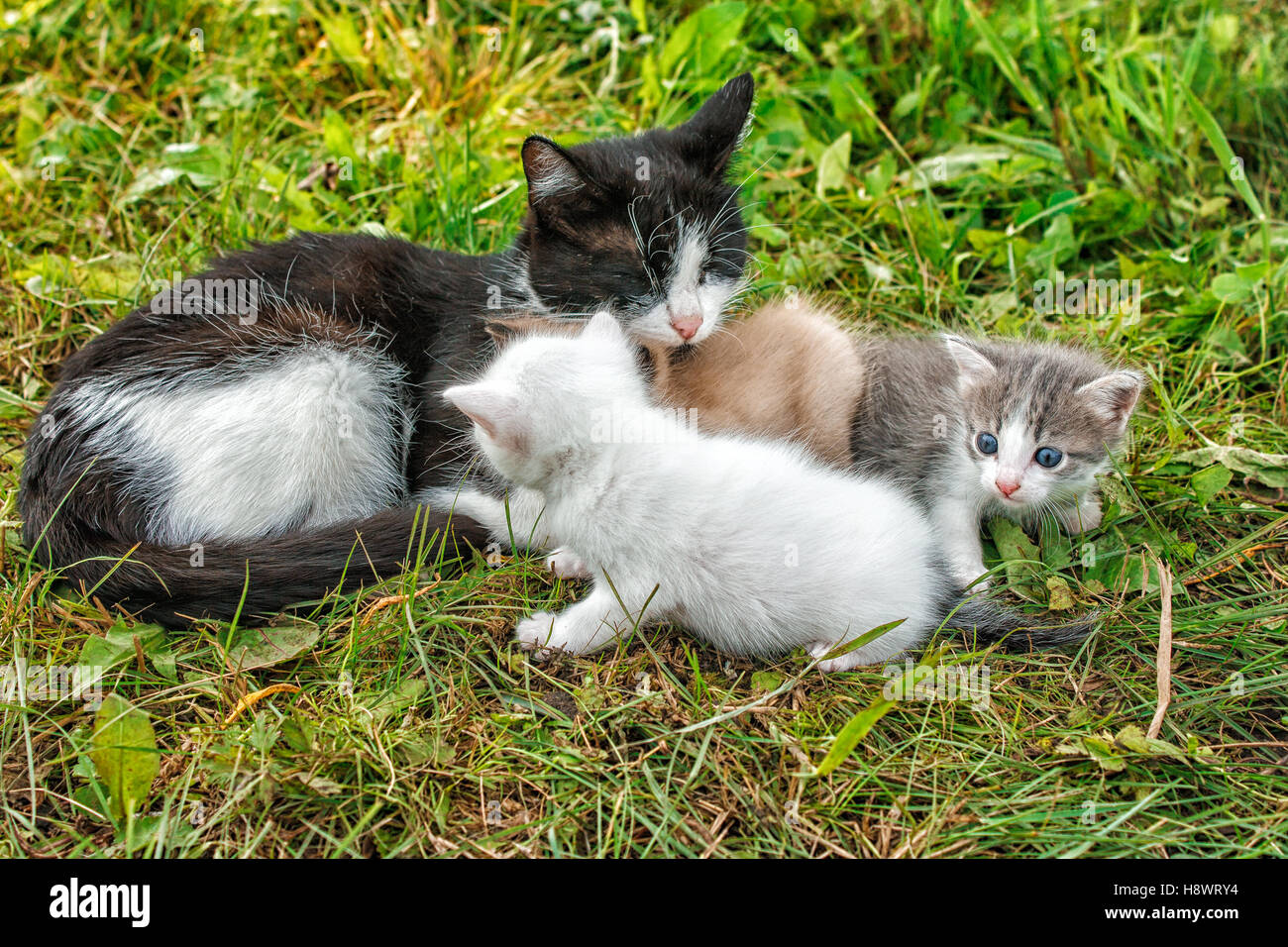 Three Little Kittens High Resolution Stock Photography and Images - Alamy