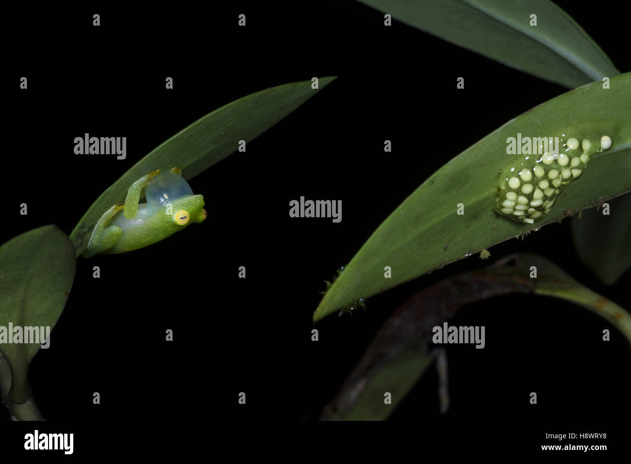 Glass frog eggs hi-res stock photography and images - Alamy