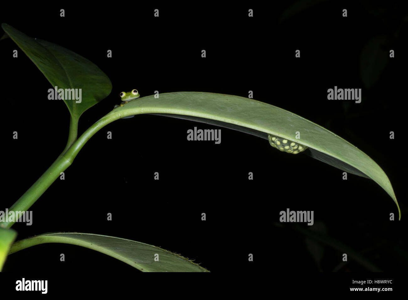 Fleischmann’s glass frog hi-res stock photography and images - Alamy