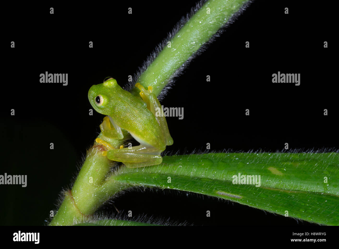 Fleischmann's Glass Frog on a Costus stem in Guatemala Stock Photo - Alamy