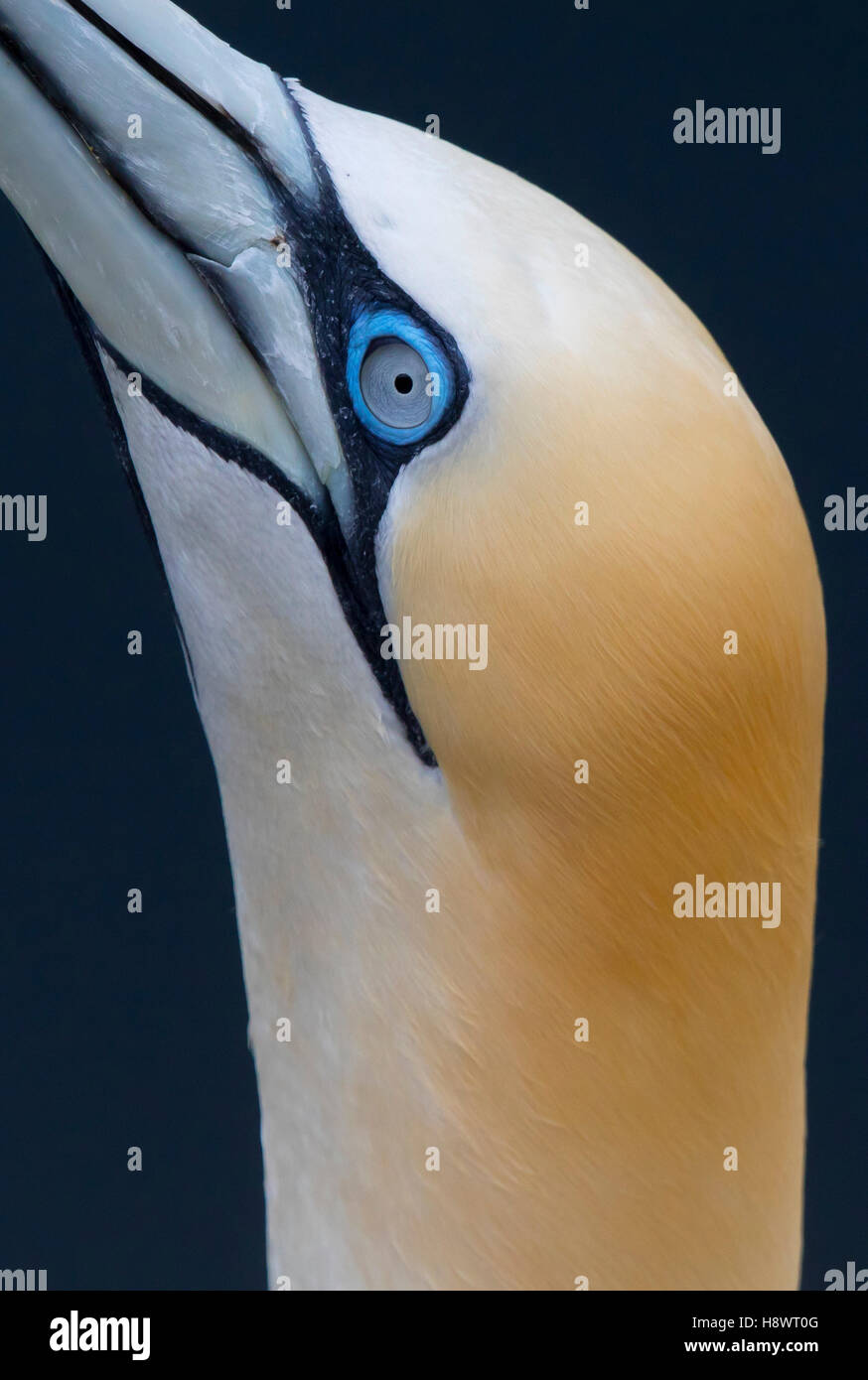 Gannet (Morus basanus) Gannet head details, Shetland, Spring Stock ...