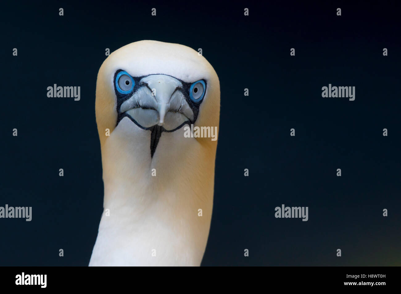 Gannet (Morus basanus) Gannet head details, Shetland, Spring Stock ...