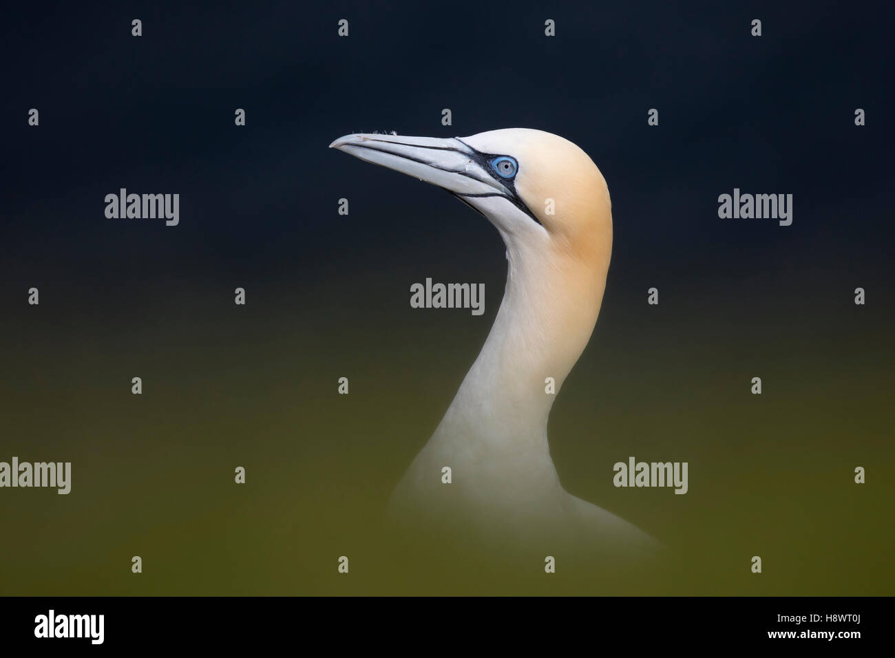Gannet (Morus basanus) Gannet head details, Shetland, Spring Stock ...