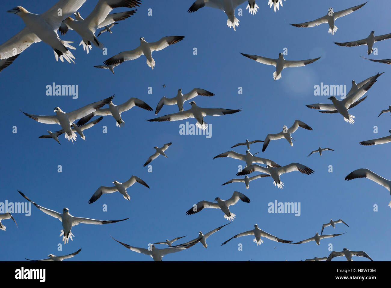 Gannet (Morus basanus) Gannet in flight, Shetland, Spring Stock Photo ...