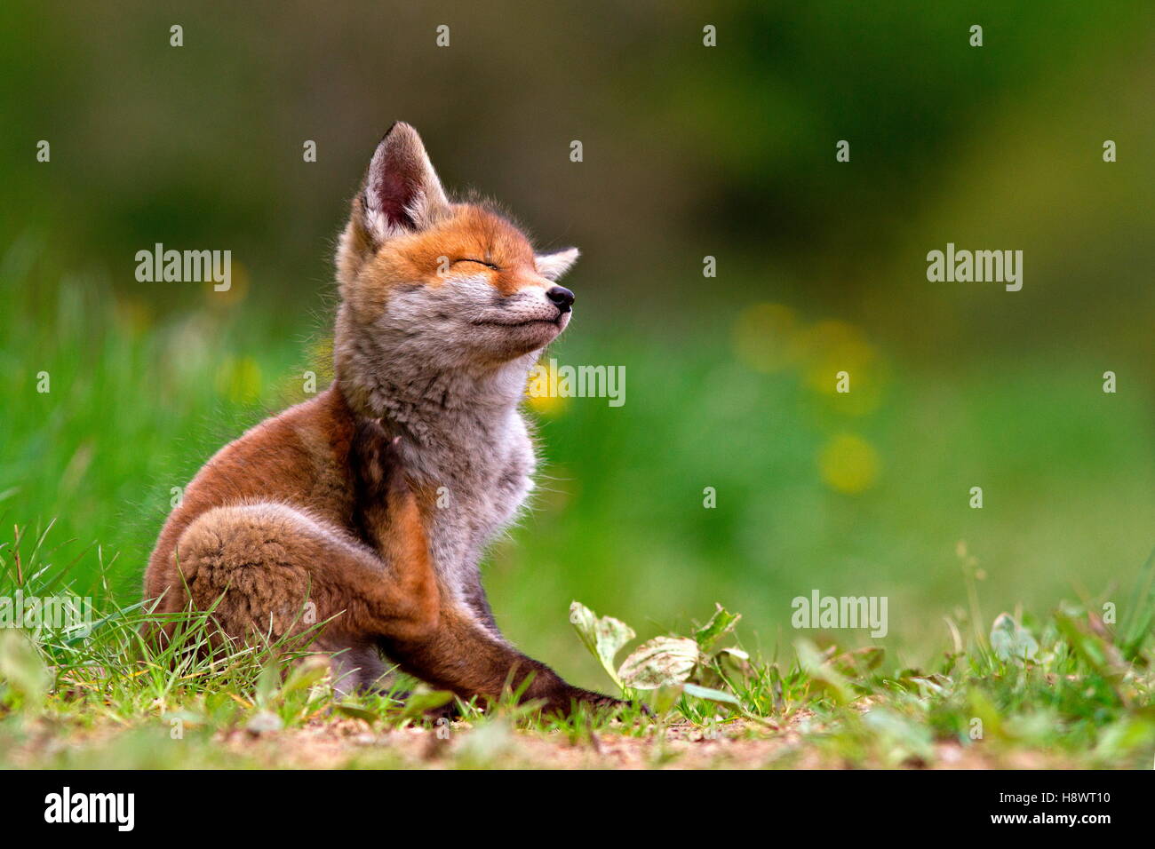 Red fox (Vulpes vulpes) young scratching, Grand Est, France Stock Photo ...