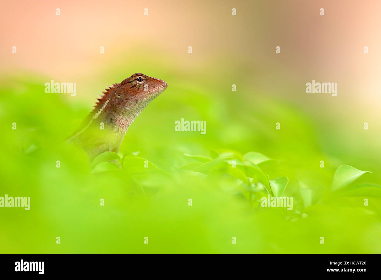 Portrait of Agame (Agamidae sp) on the lookout, Thailand Stock Photo ...