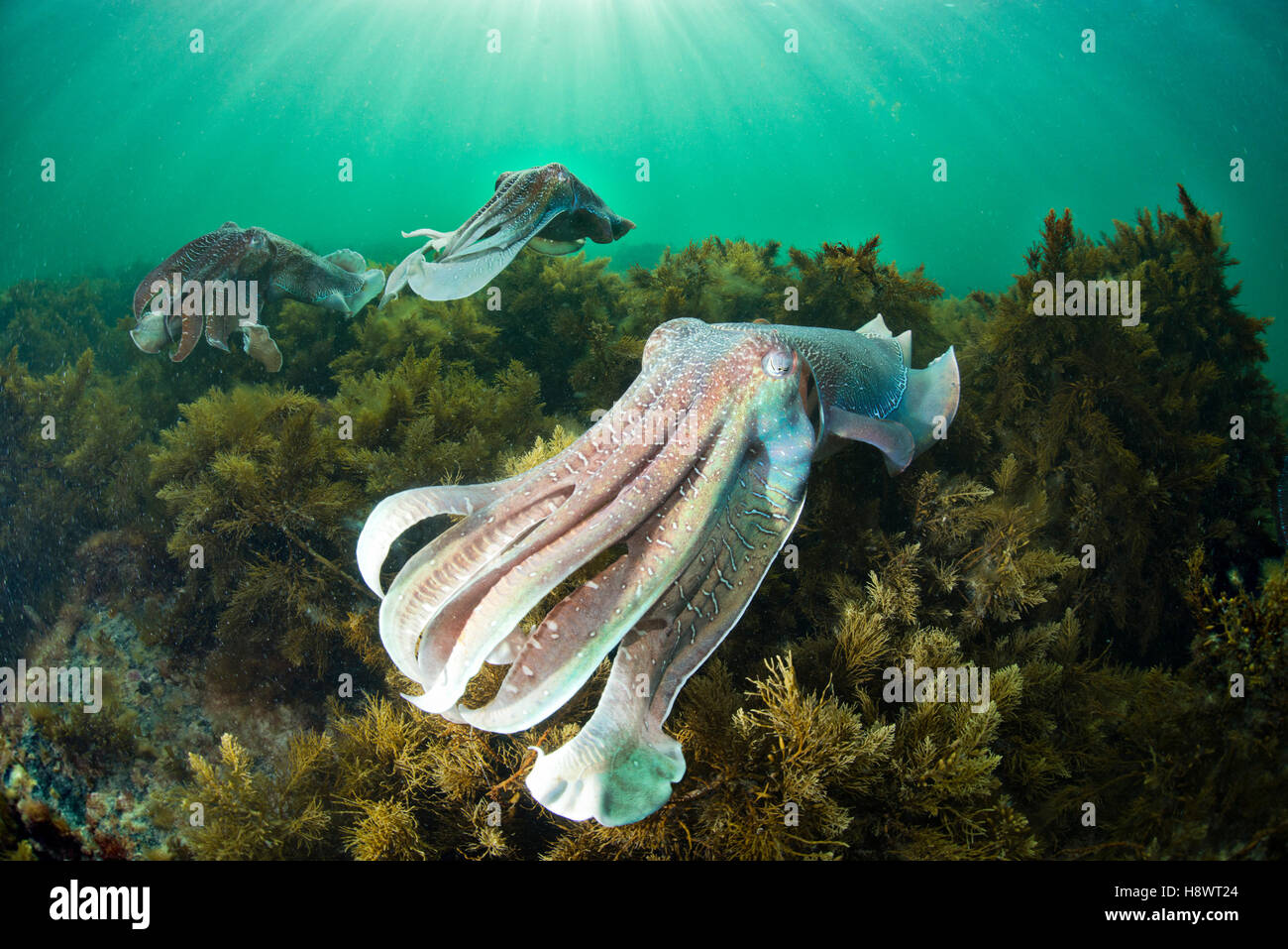Giant Cuttlefish (Sepia apama), mating display, South Australia Stock ...