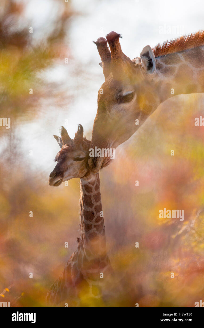 Giraffe (Giraffa camelopardalis) and baby giraffe, grooming, affection ...