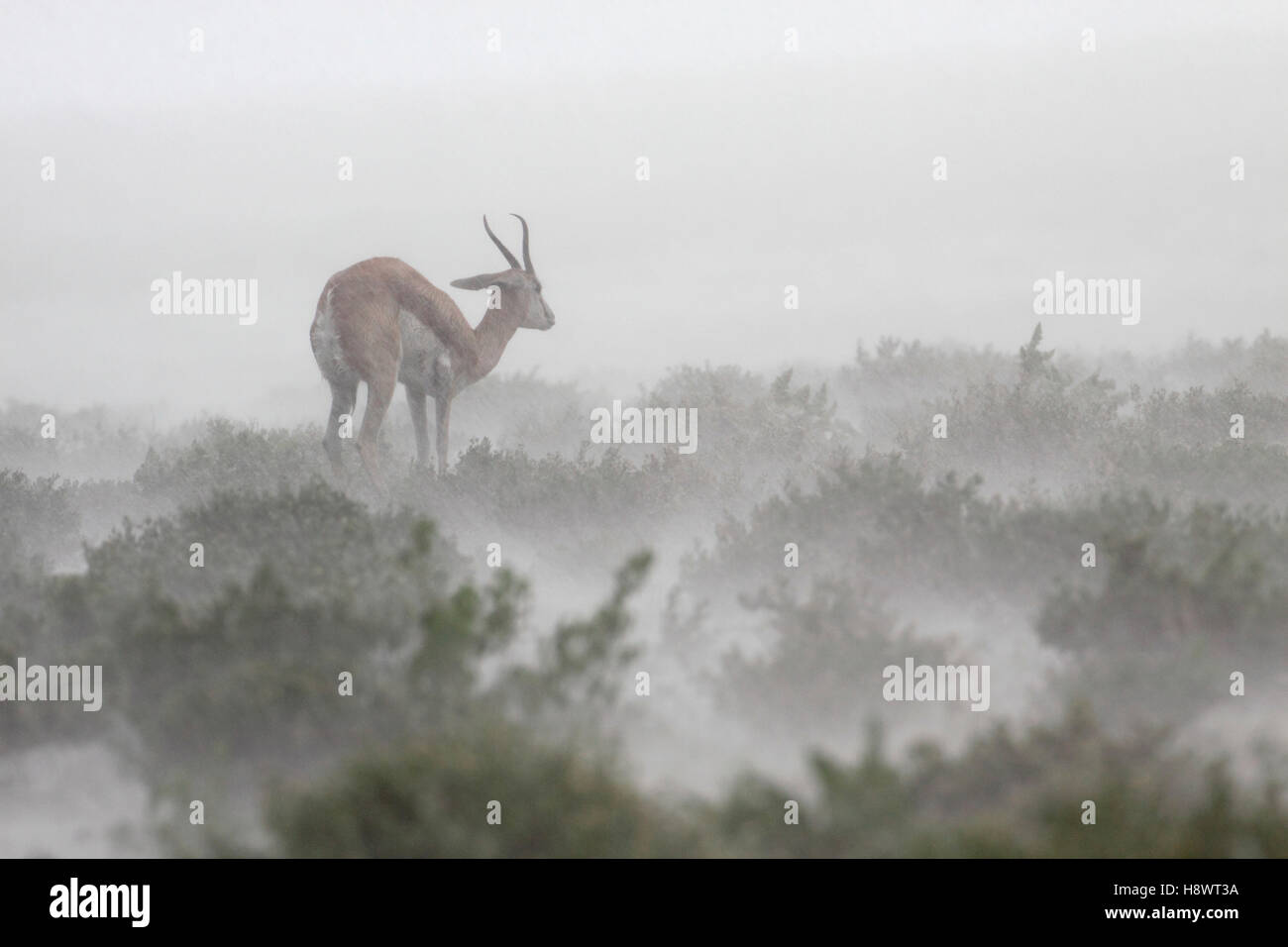 Springbok (Antidorcas marsupialis) in the stormy rain, Namibia Stock ...