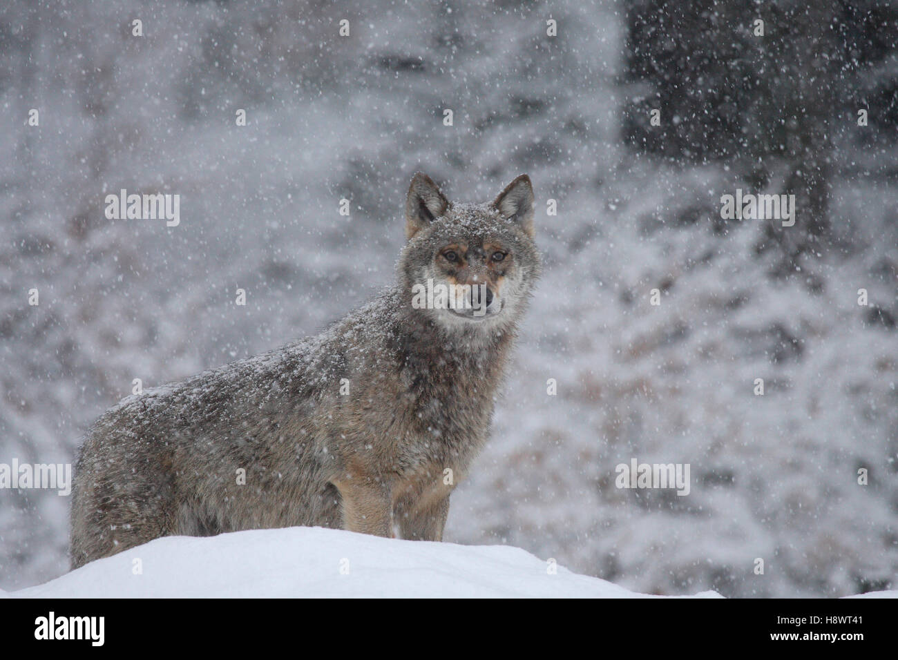 European gray wolf (Canis lupus) in the snow, Bayerischer Wald, Germany ...