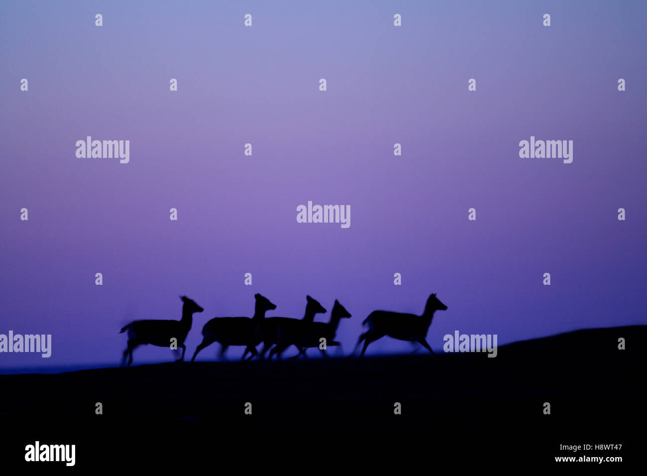 Fallow deer (Dama dam) hinds trotting on night sky background, Sweden ...