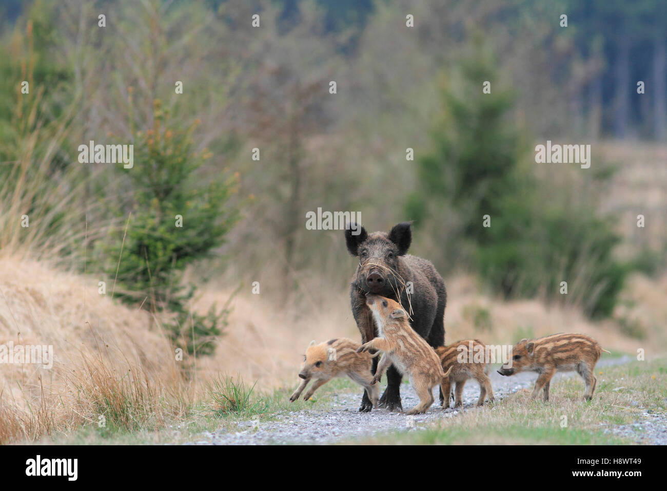 Eurasian wild boar (Sus scrofa) young boars playing with their mother ...