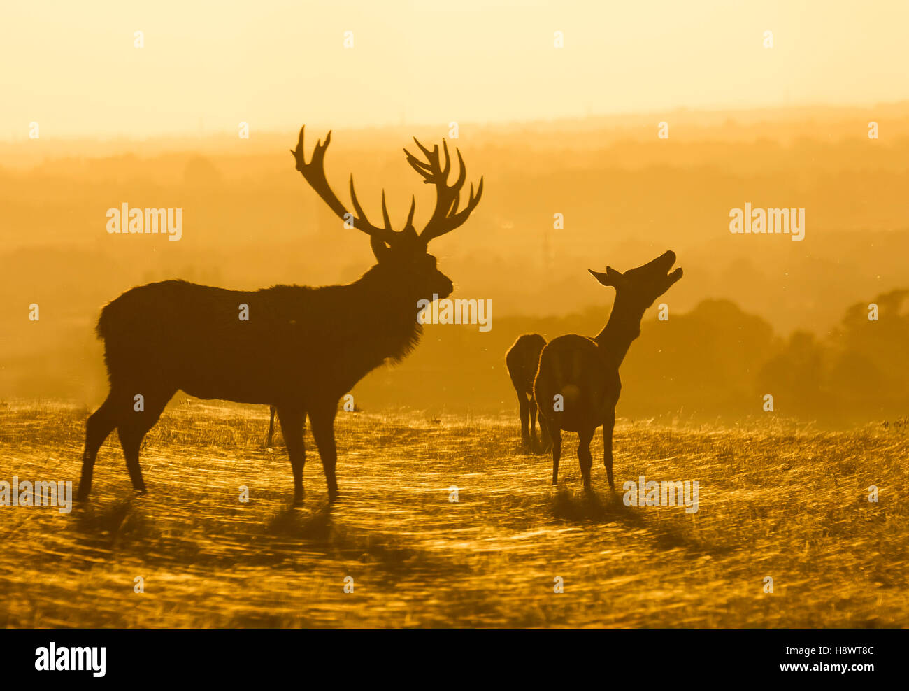 Red deer (Cervus elaphus) amongst spider cobweb on the crest of a hill ...