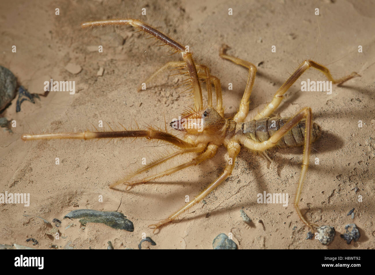 Windscorpion (Solifuge sp), Zagros Mountains, Ilam Province, Iran Stock ...