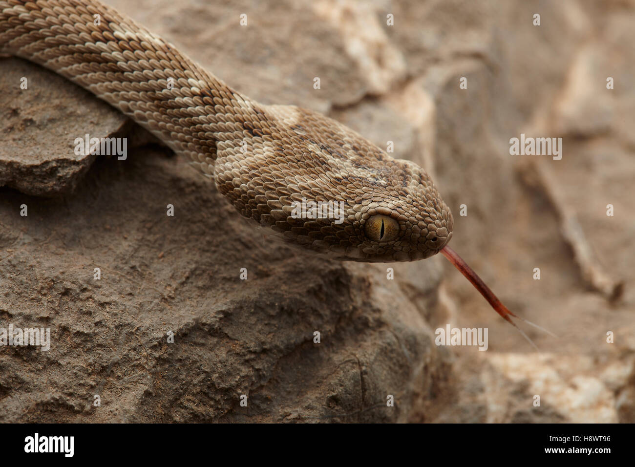 Portrait of Saw-scaled Viper (Echis carinatus), Province of Ilam, Iran ...