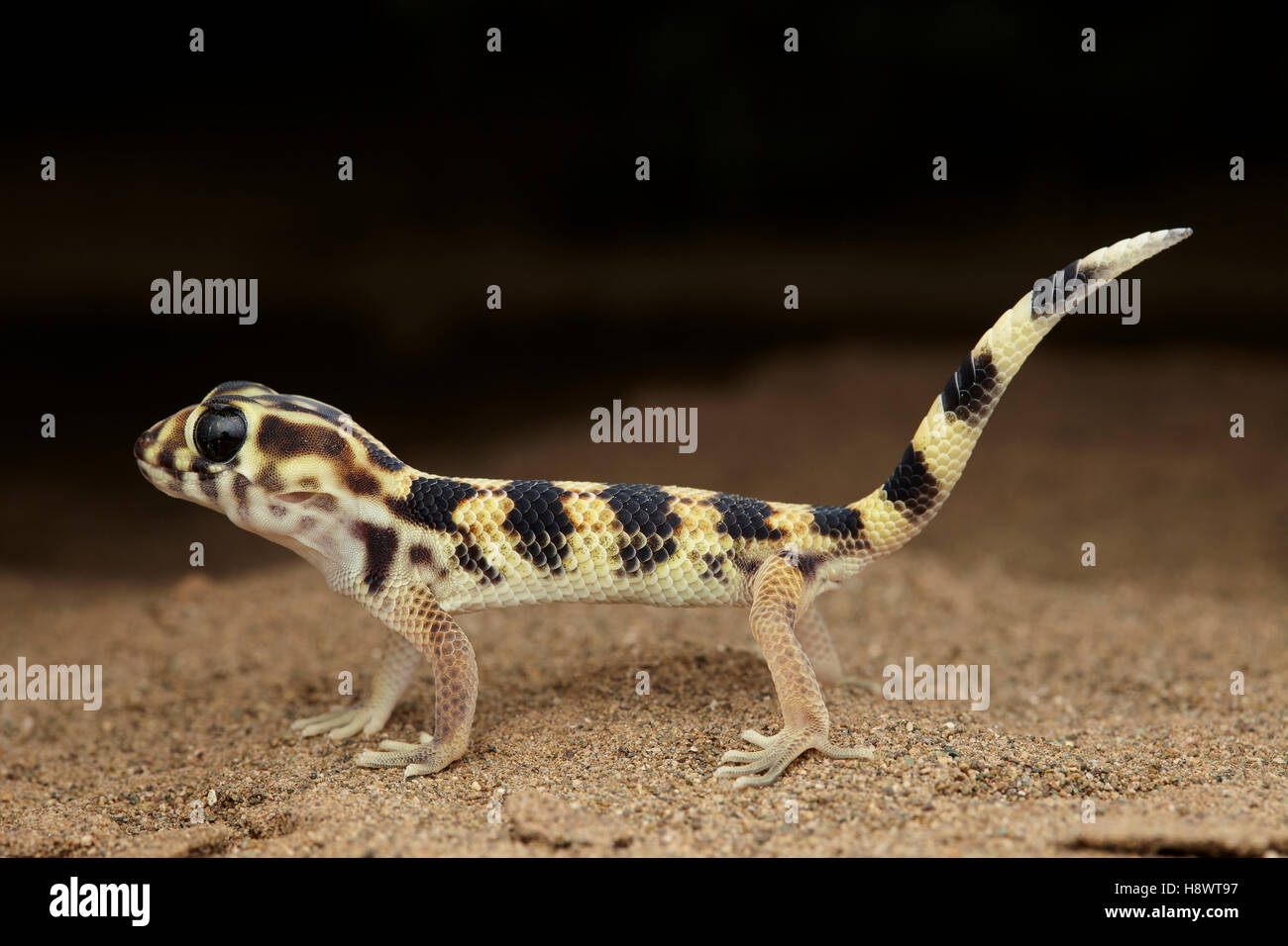 Giant Wonder Gecko (Teratoscincus scincus keyserlingi), Ilam Province ...