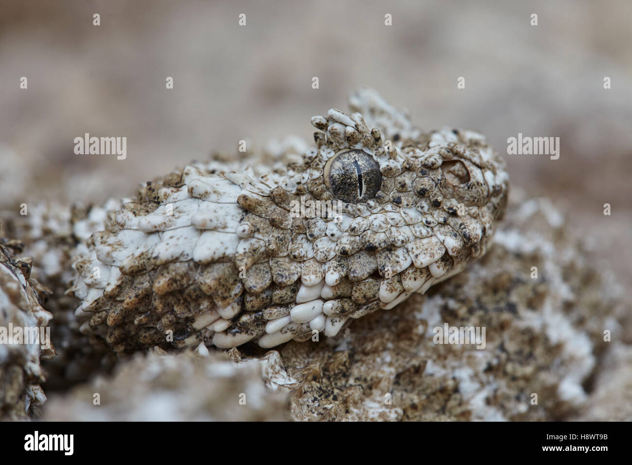 Portrait of Spider-tailed horned viper (Pseudocerastes urarachnoides ...