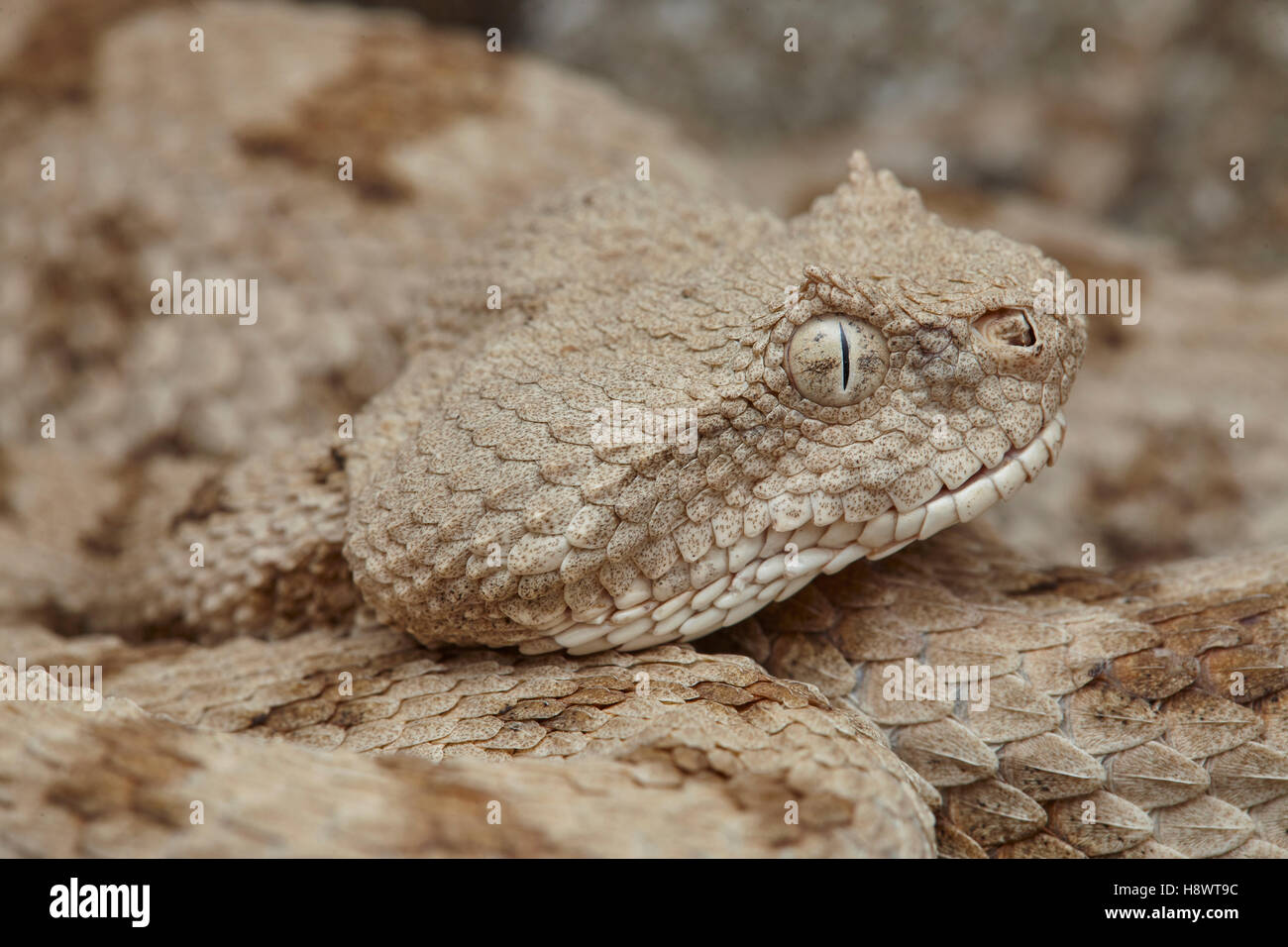 Fields horned viper hi-res stock photography and images - Alamy