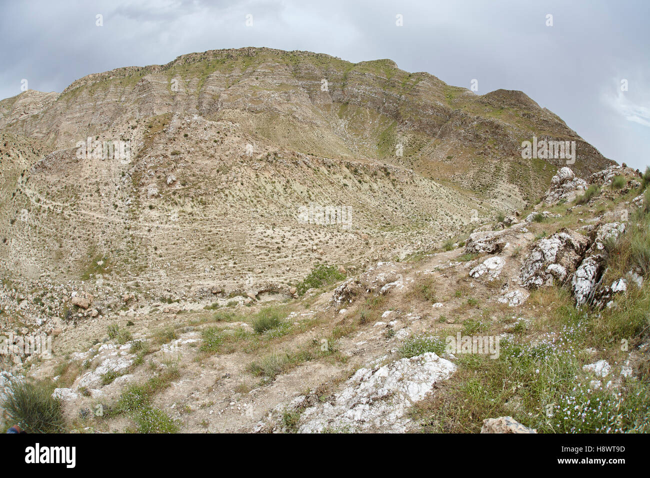 Habitat of Spider-tailed horned viper (Pseudocerastes urarachnoides ...