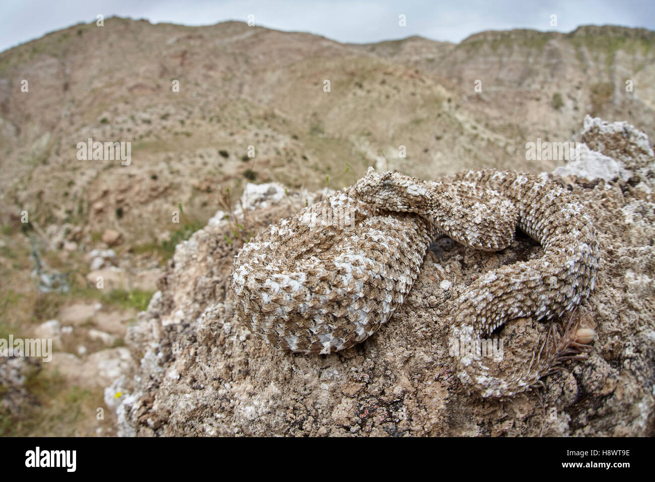 Spider-tailed horned viper (Pseudocerastes urarachnoides) on rock ...